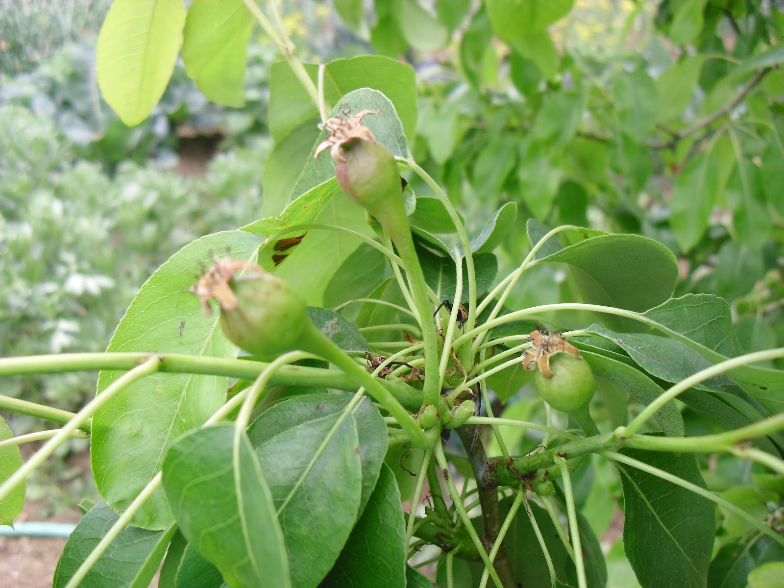 El huerto del Lopez: ACLAREO MANUAL DE FRUTOS EN ARBOLES FRUTALES
