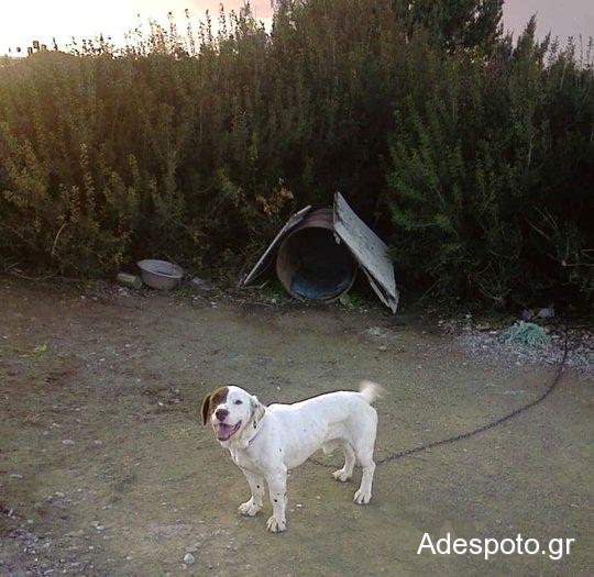 ΜΗΝ ΓΥΡΝΑΣ ΤΟ ΒΛΕΜΜΑ: ΣΥΝΕΧΙΖΕΤΑΙ Ο ΕΦΙΑΛΤΗΣ ΓΙΑ ΤΑ ΑΛΥΣΟΔΕΜΕΝΑ ΣΚΥΛΙΑ