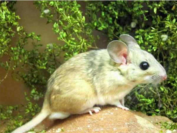 Study Shows Global Warming Might Leave Animals Susceptible To Plant study-shows-global-warming-might-leave-animals-susceptible-to-plant