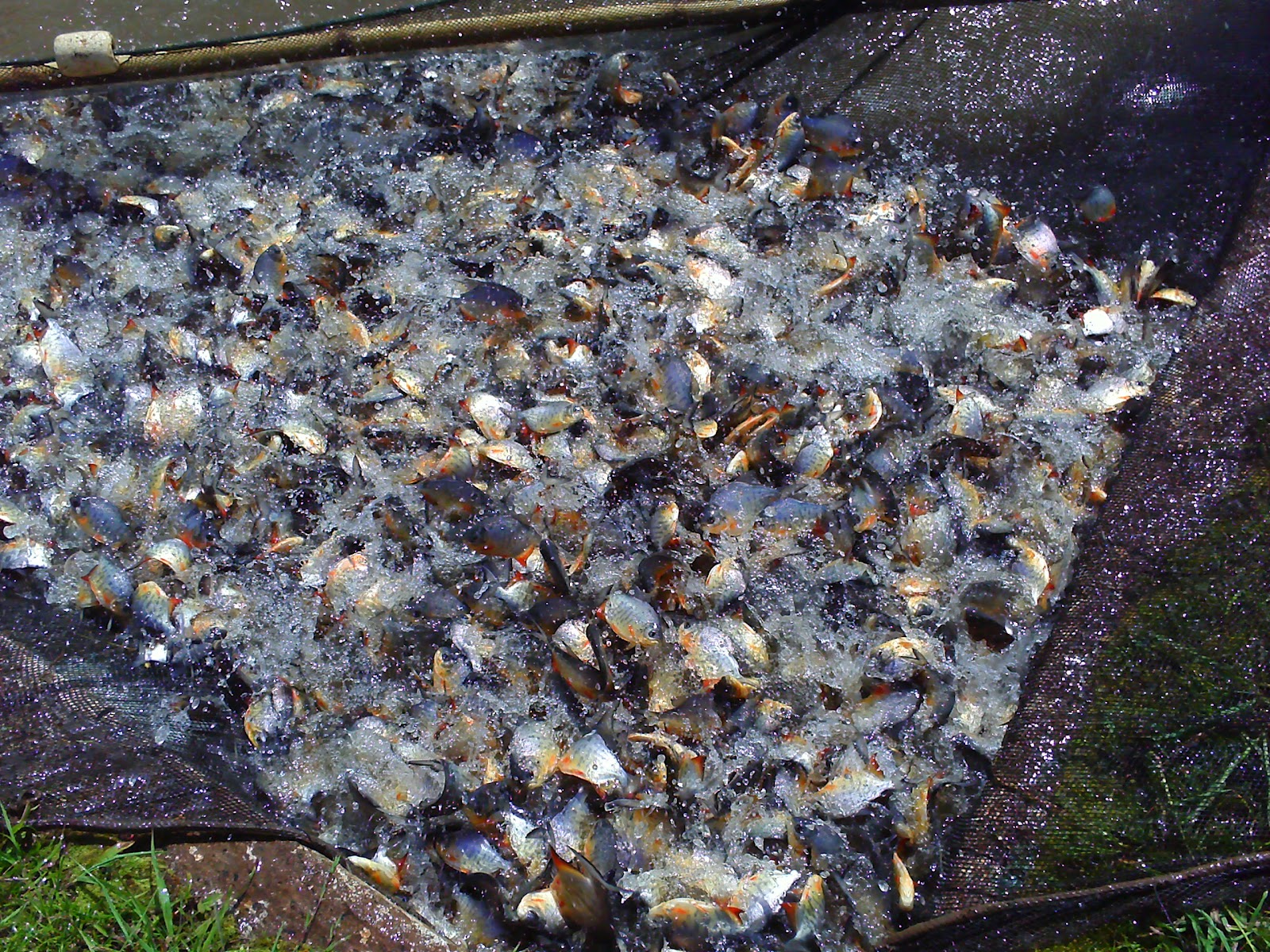 Nene Oliani: CURIOSIDADES DA PISCICULTURA