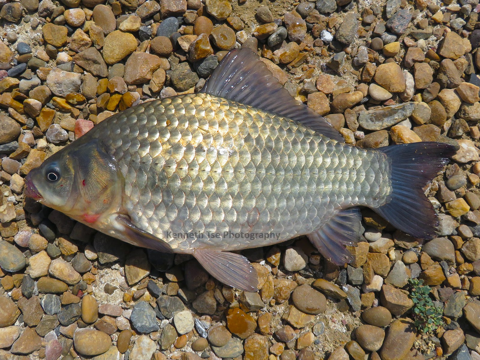 MuskieBait Adventures: Lifelist