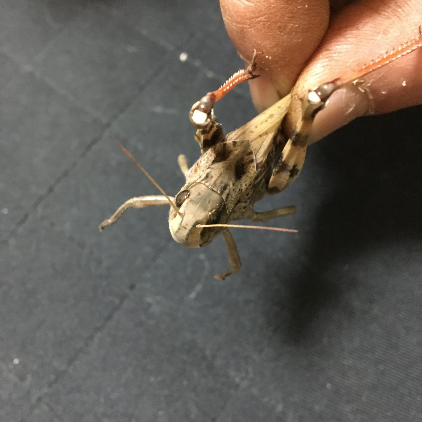 Migratory locust, an insect grasshopper from Japan 日本産のバッタトノサマバッタ迫力のバッタ ...