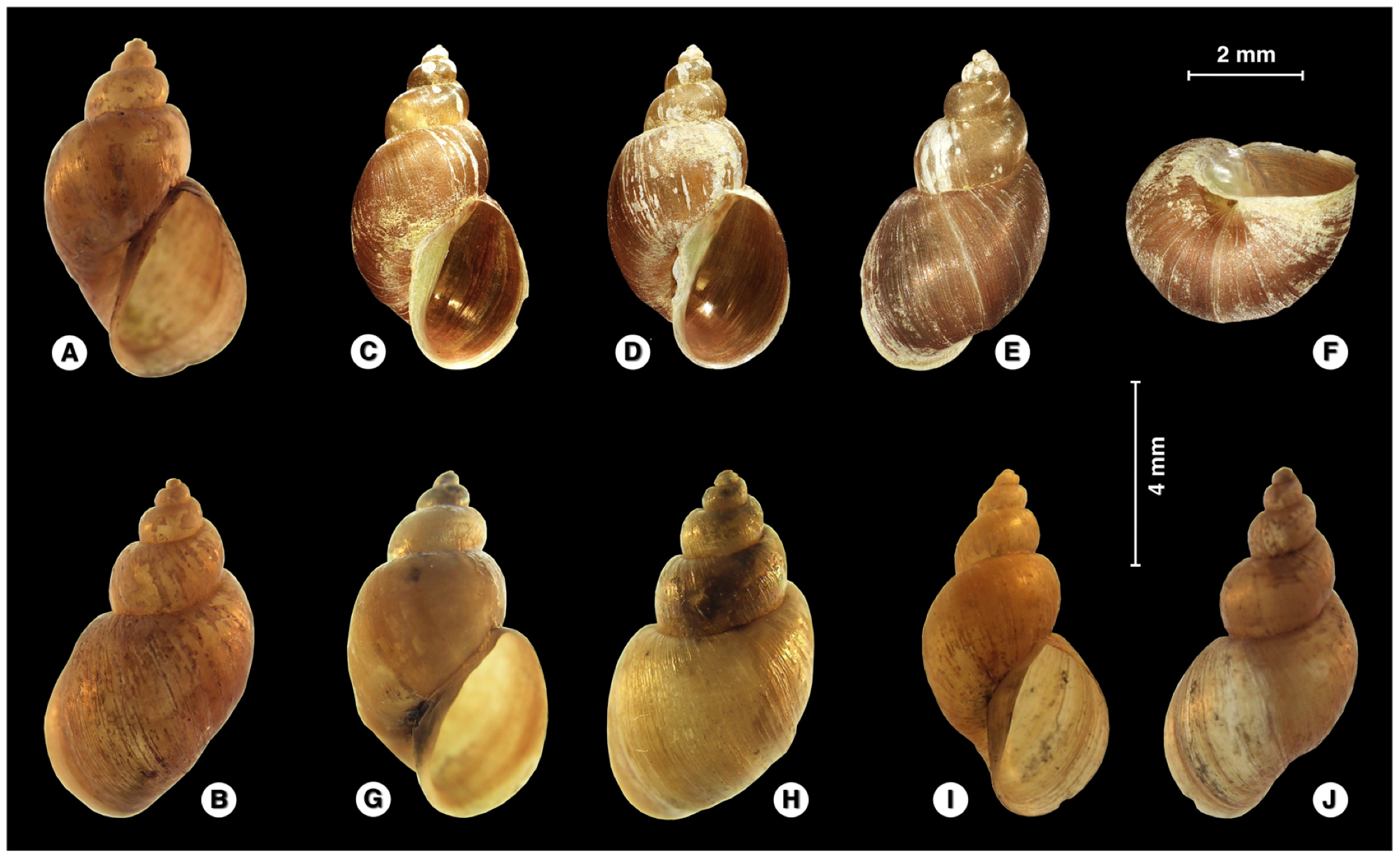 Freshwater Gastropods of North America: What Lymnaea (Galba ...