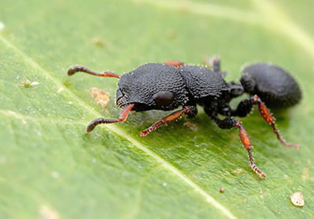 Most Unusual, Really!: Armored Arboreal Ant