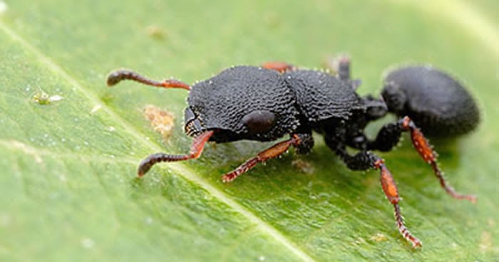 Most Unusual, Really!: Armored Arboreal Ant