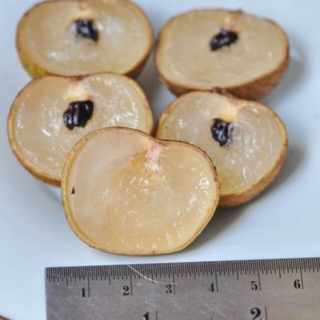 Berita TV Malaysia: Pokok longan rare Longan Lada Hitam