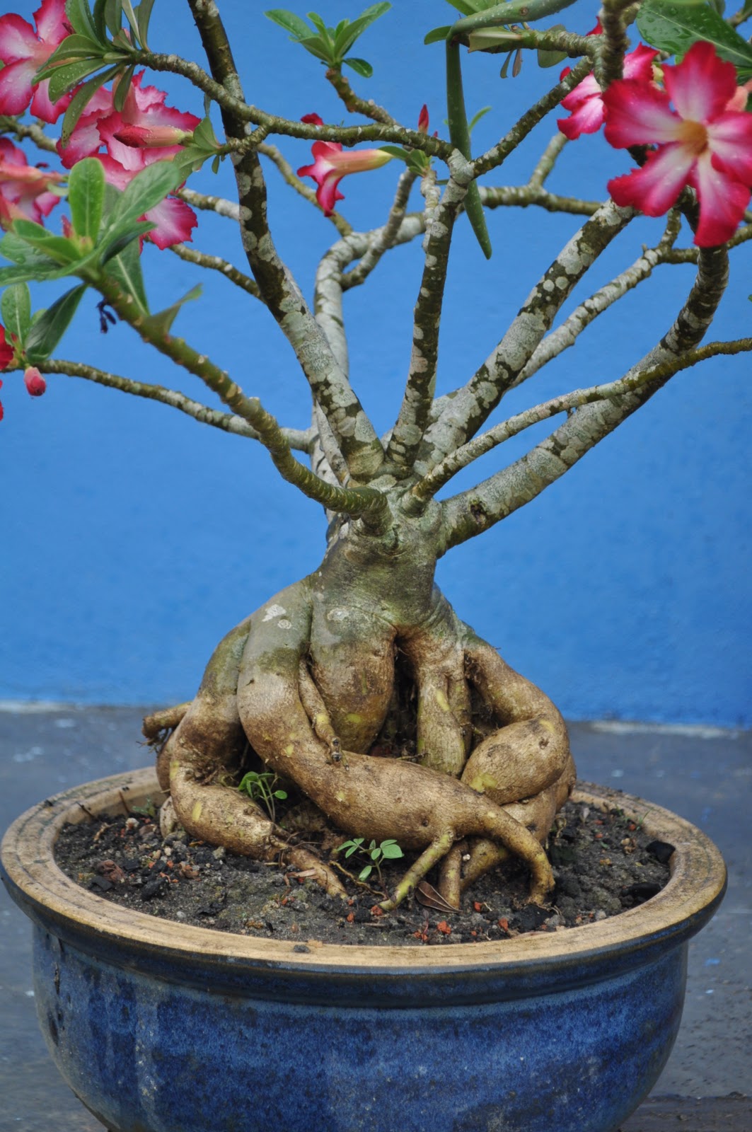 Nursery Bonda: Pokok Bunga Kemboja Cina - Merah