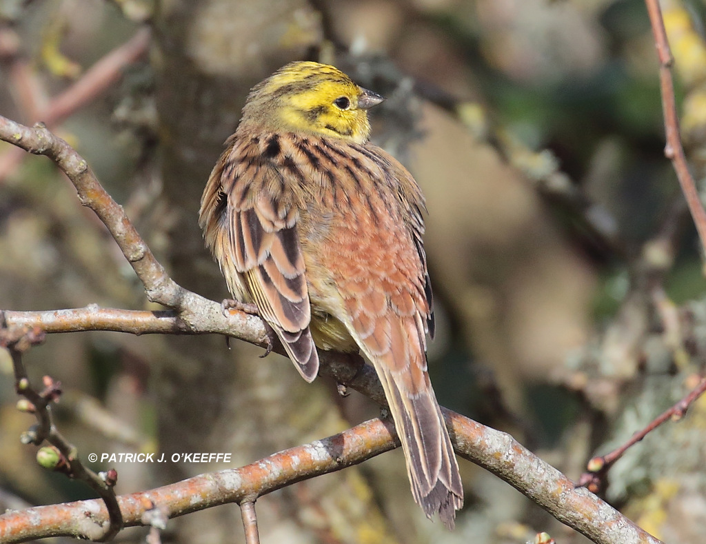 Raw Birds: YELLOWHAMMER (Emberiza citrinella) male, Turvey Nature ...