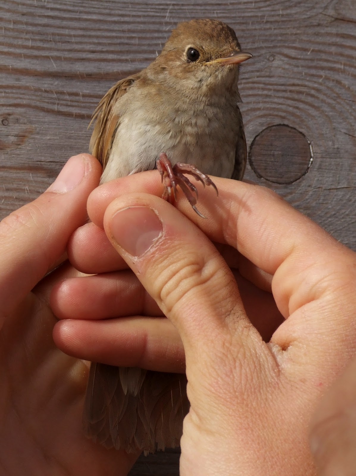 Fair Isle: Thrush Nightingale & Shore Lark