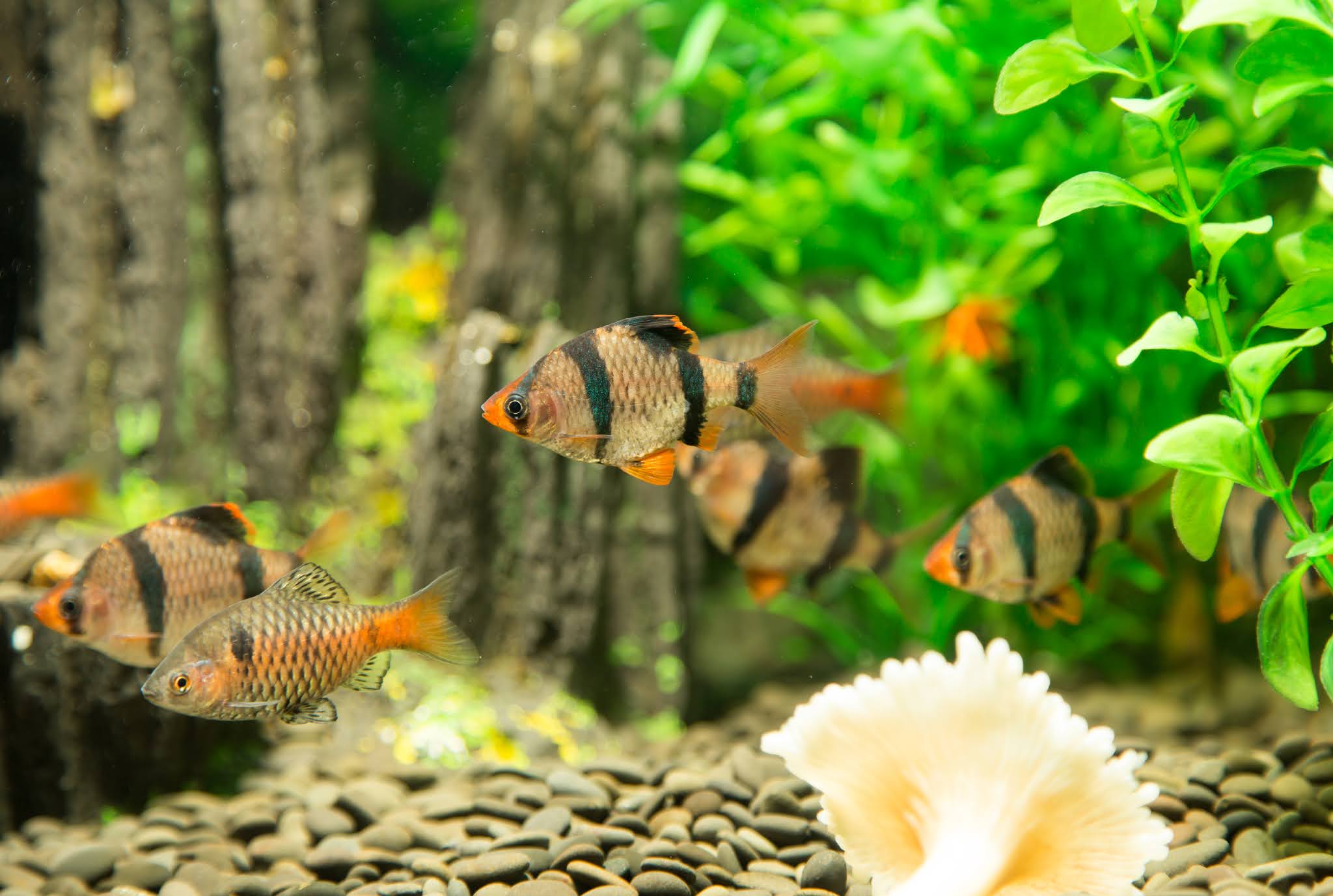 Guide to Spawn Healthy Barbus Fish at Home - fish-hobbyist