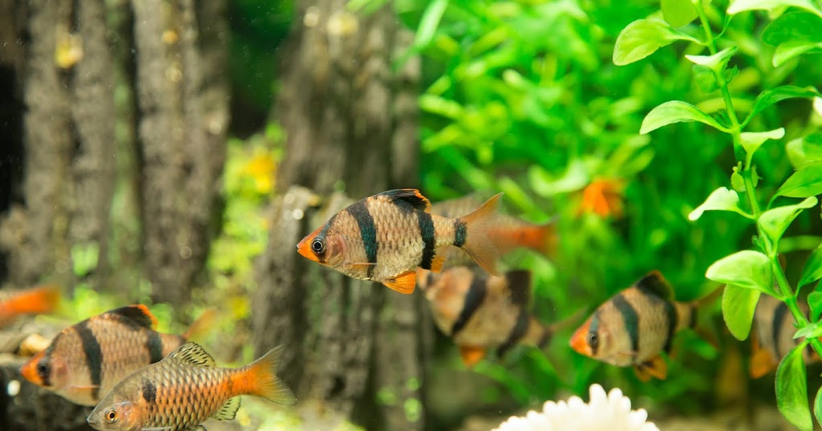 Guide to Spawn Healthy Barbus Fish at Home - fish-hobbyist
