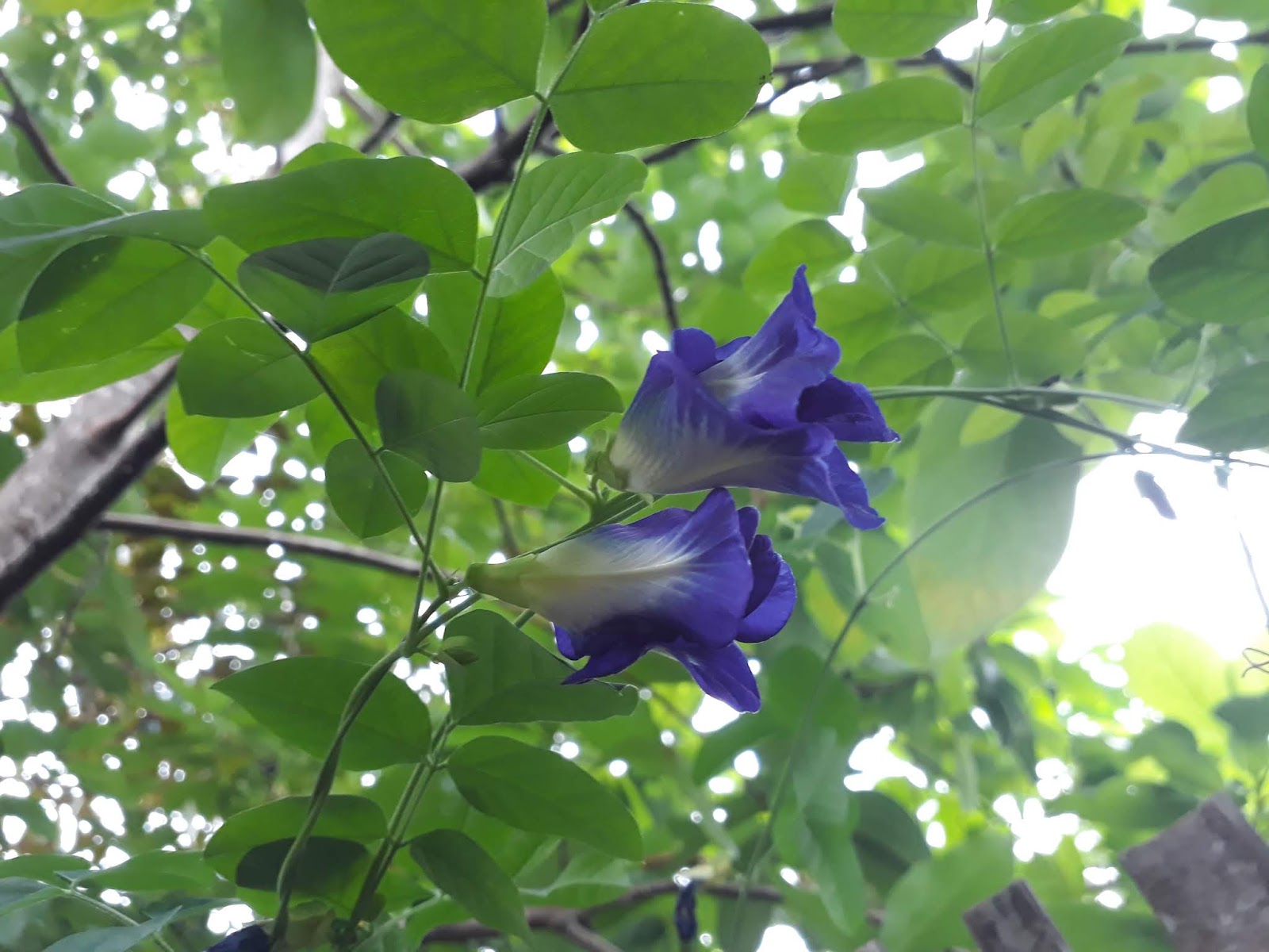 Green Leaf: BLUE TERNATEA HEALTH BENEFITS