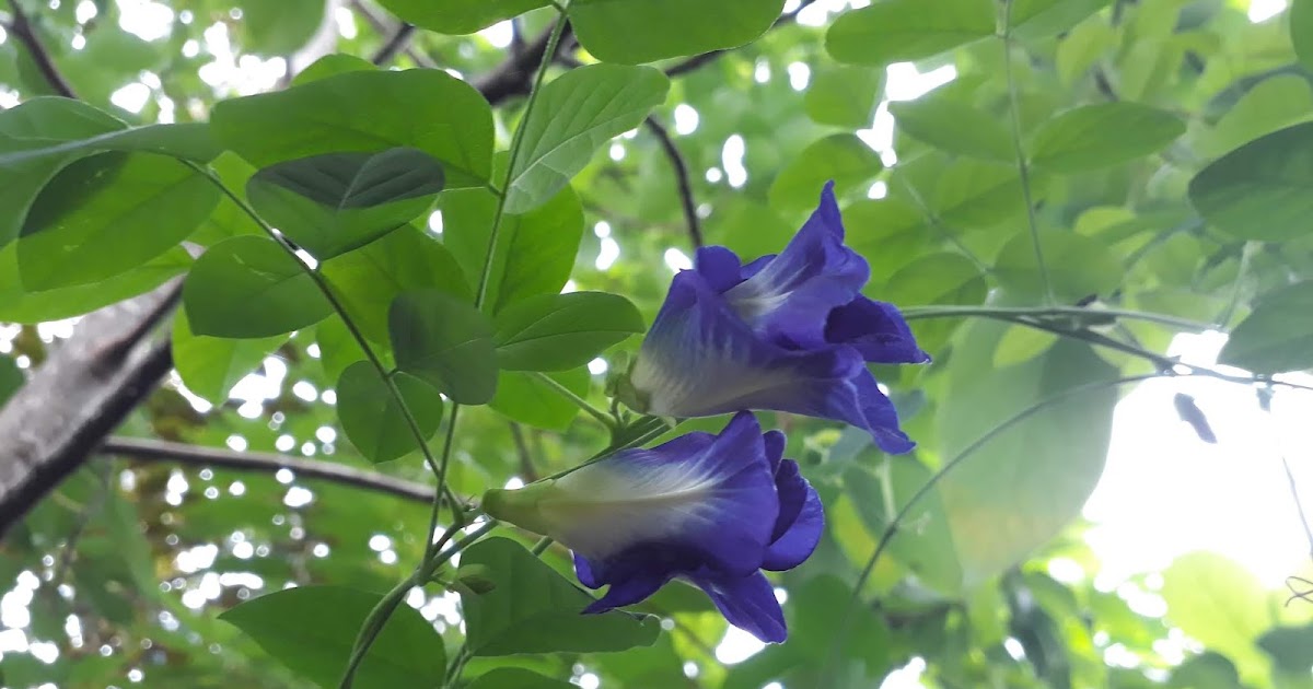 Green Leaf: BLUE TERNATEA HEALTH BENEFITS