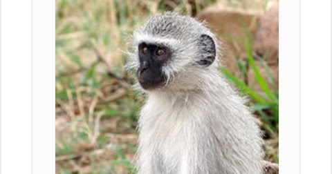 Soko Kumene Detembo and background