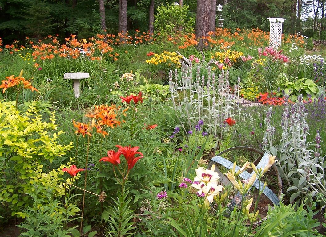 Perennial Passion: Ditch Lilies