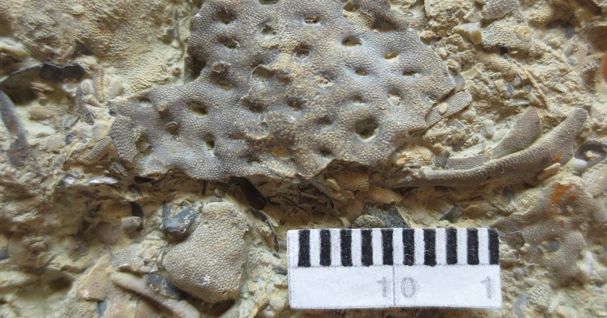 Equatorial Minnesota: Stictoporellina cribrosa, saltine bryozoan