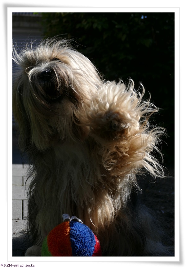 [Hundeblog] Einfach Socke: Bringt der Hund Dreck ins Haus….