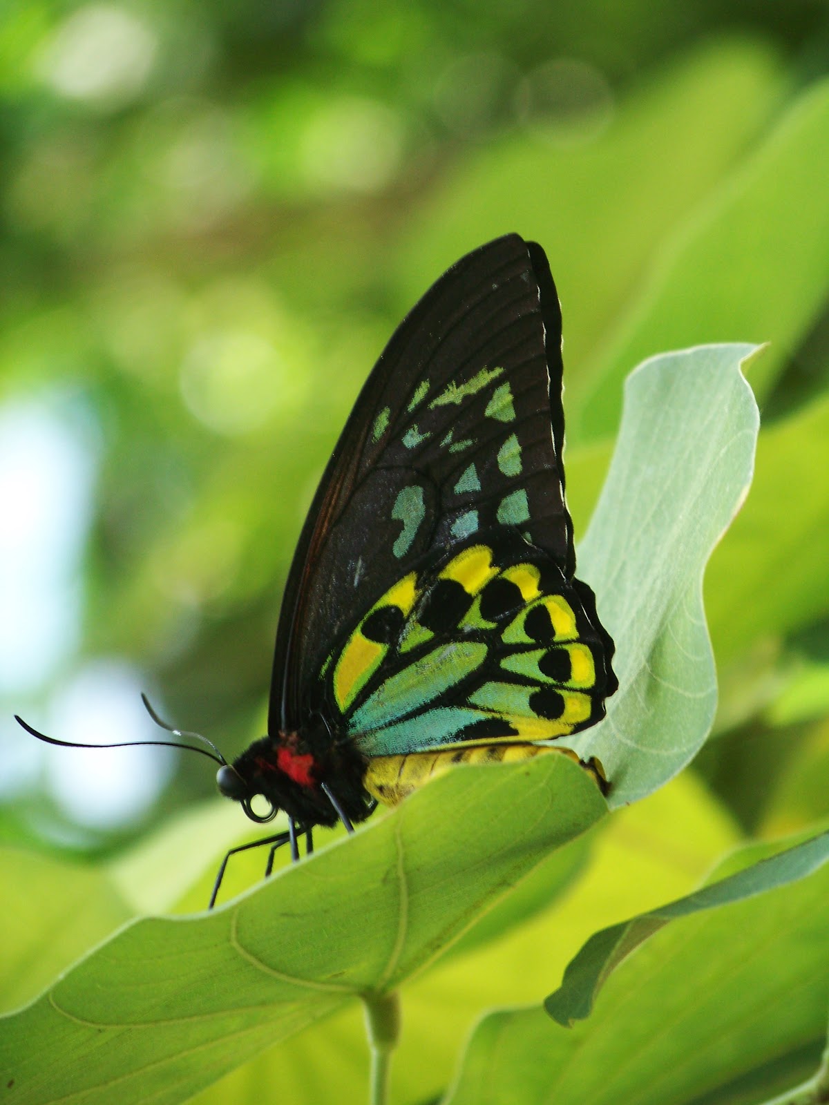 Things I Haven't Tried or Done: Capture Butterflies