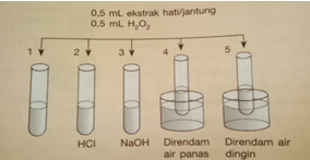 Laporan Praktikum Uji Enzim Katalase