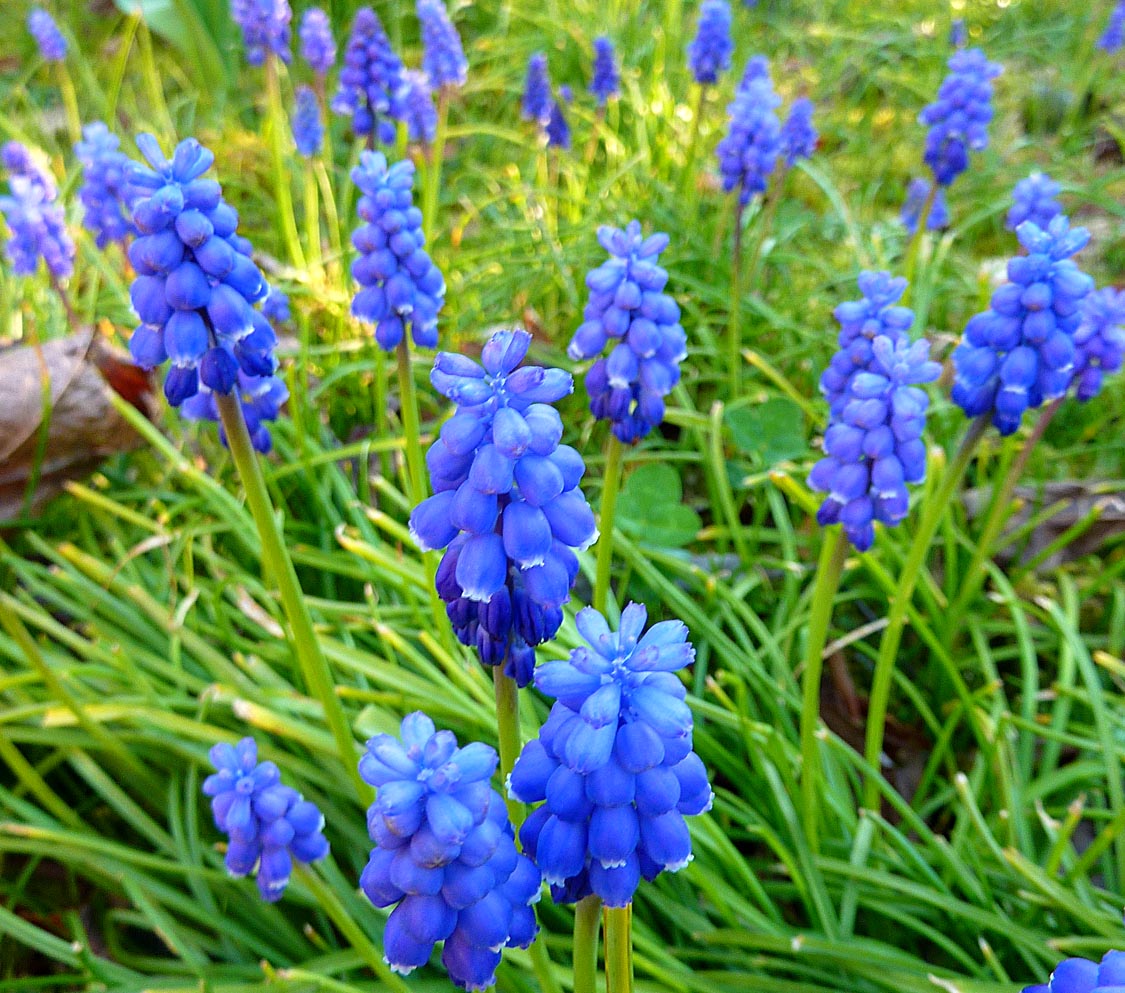 Living the life in Saint-Aignan: Spring posies