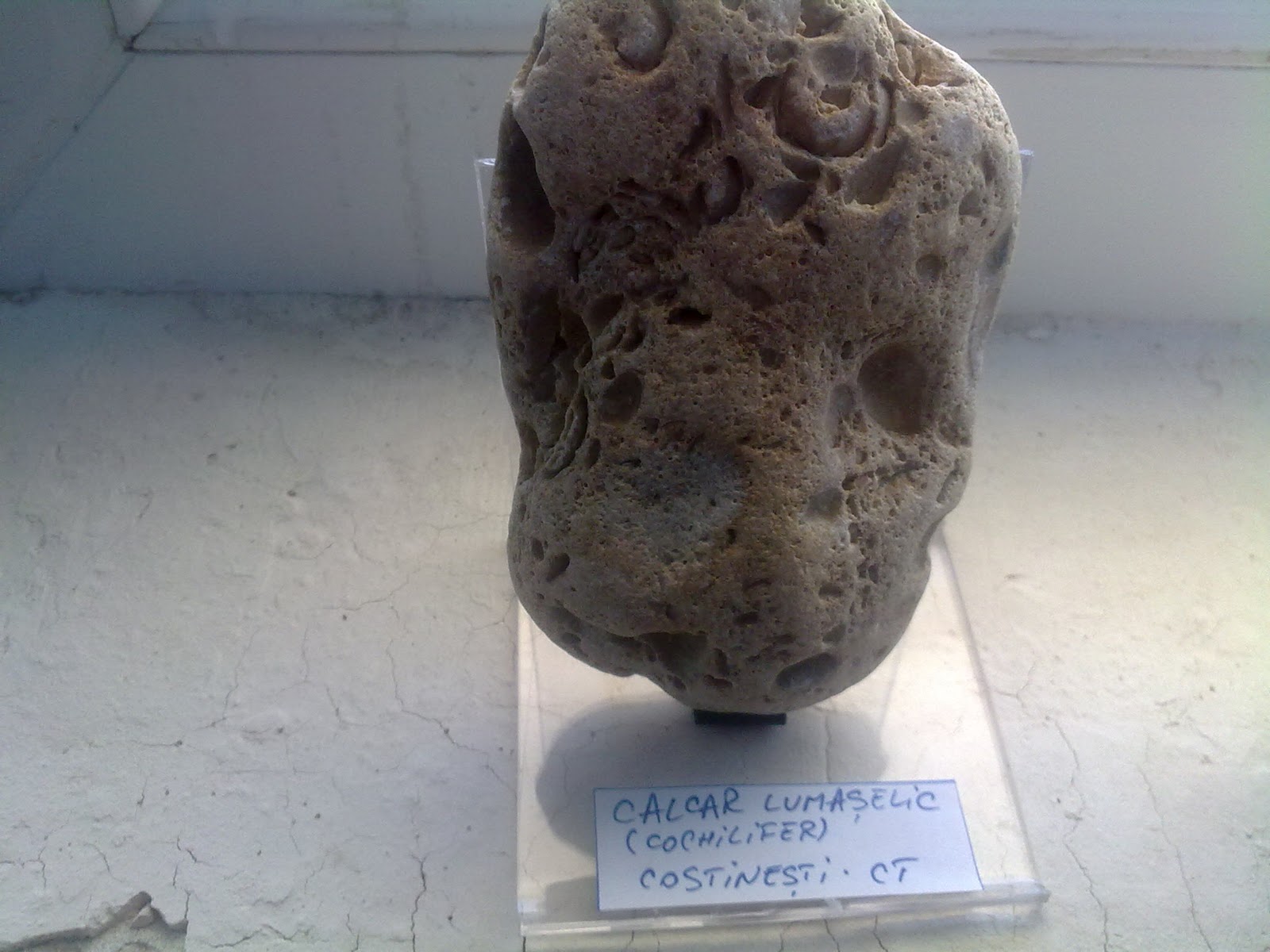 amator de mineralogie: calcare fosilifere