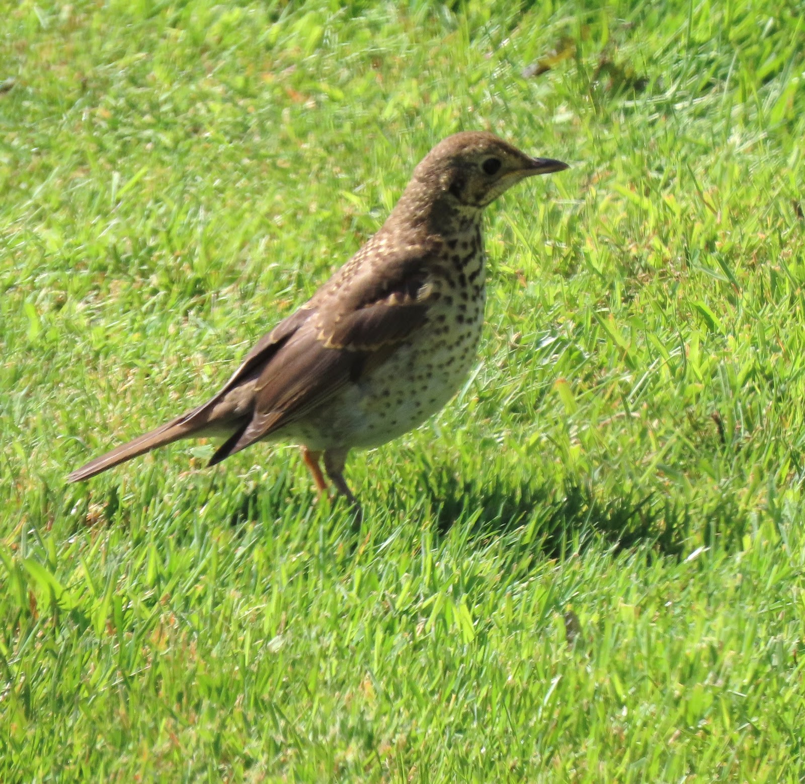 The Bagsy Blog: "Ducks' Ditty" by Kenneth Grahame