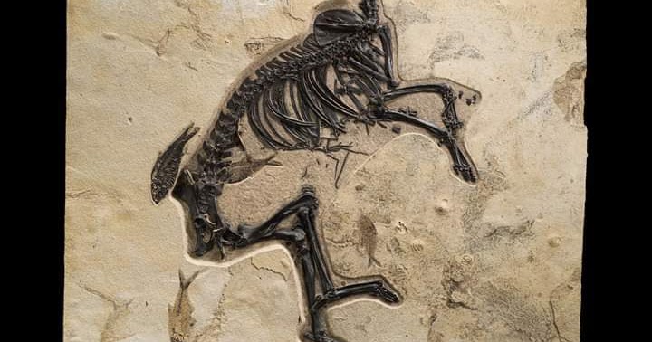 පරිණාමික දිනපොත / Diary of Evolution: ප්‍රොටොරොහිපස් ෆොසිලය ...