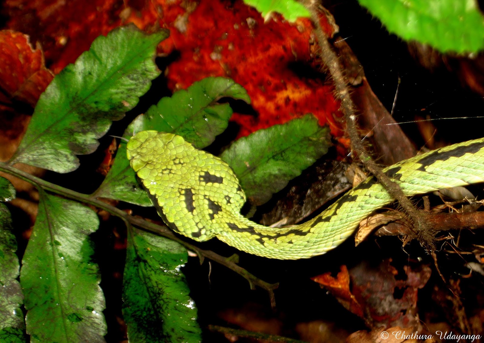 Nature Of Srilanka: Family Viperidae (Vipers and Pit vipers) Order ...