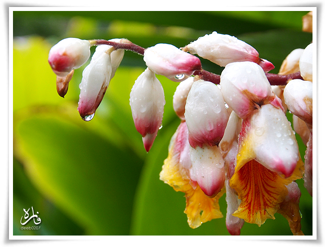 Cuti-cuti Malaysia: D'Ark Resort, Janda Baik, Pahang Darul Makmur ...
