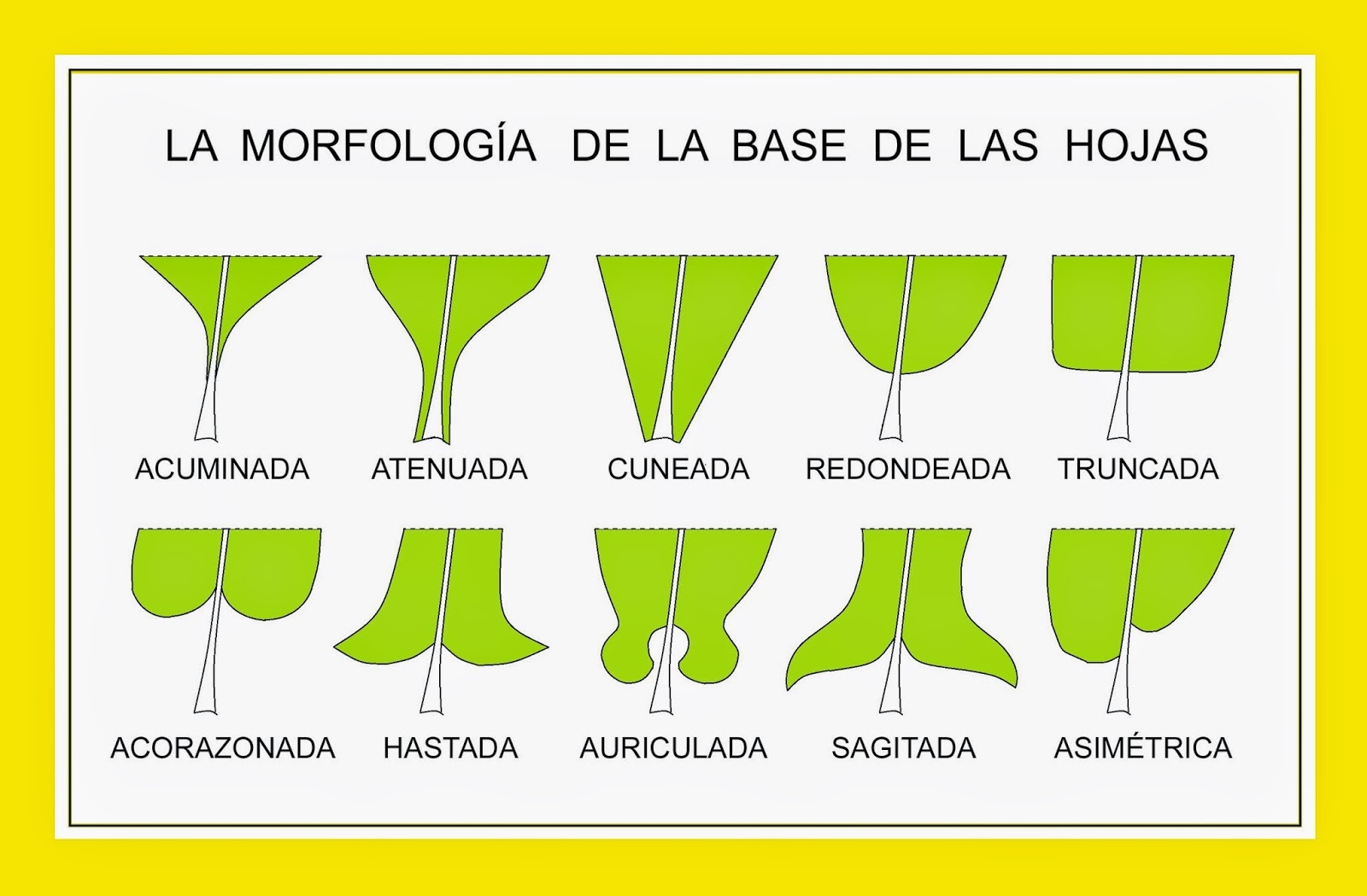 Á R B O L E S (T R E E S) y P A L M E R A S (P A L M S): Tipos de hojas ...