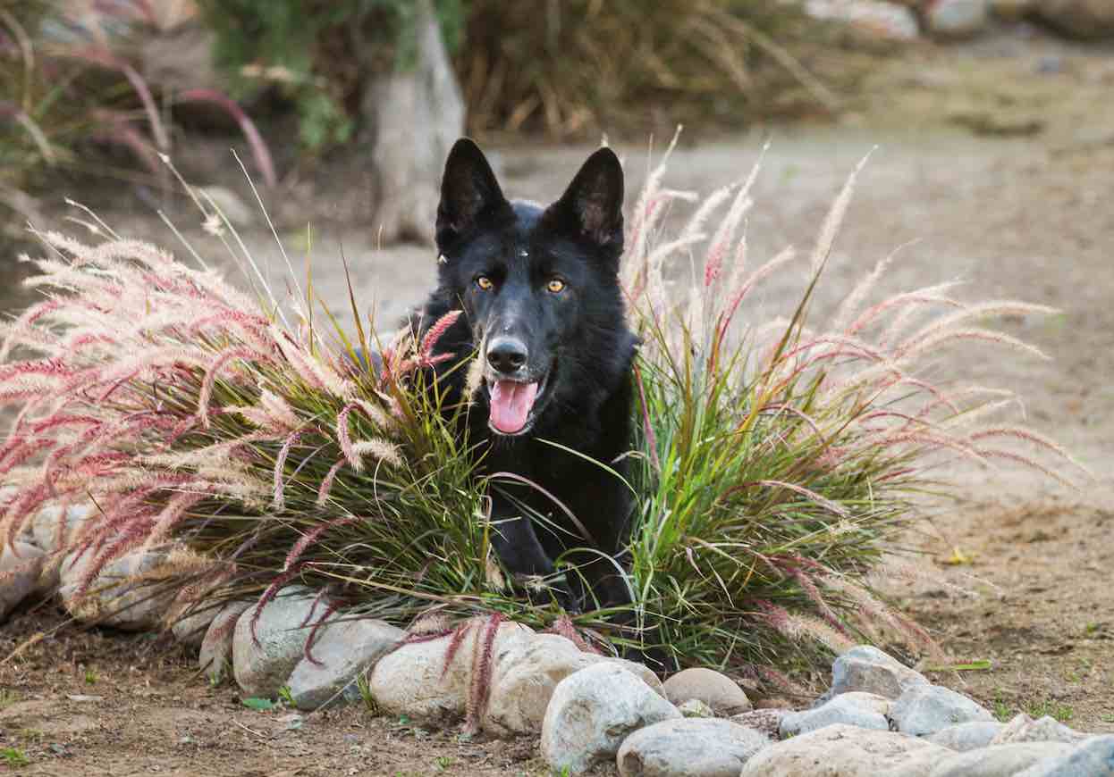 NUNCAJAMAS COCKER: CONOCIENDO AL CALUPOH, PERRO LOBO MEXICANO