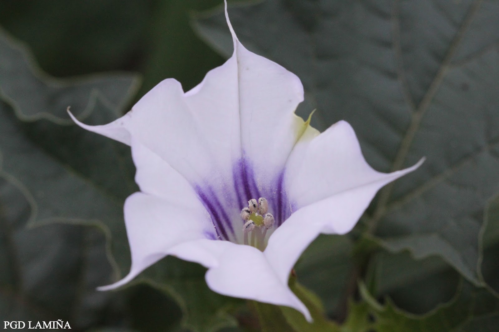 DATURA STRAMONIUM. estramonio o higuera loca.
