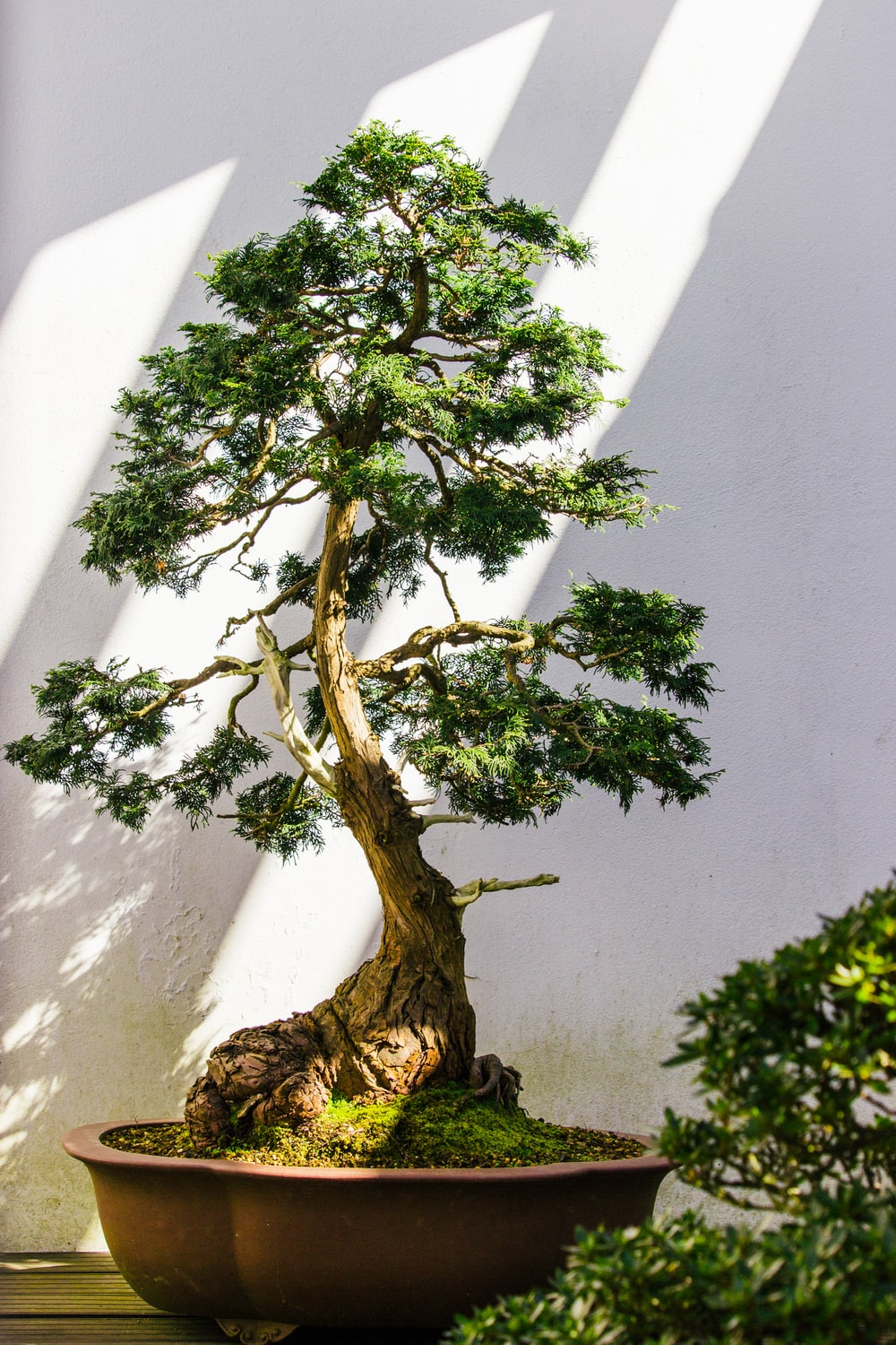 How To Make A Bonsai Tree Grow Faster how-to-make-a-bonsai-tree-grow-faster