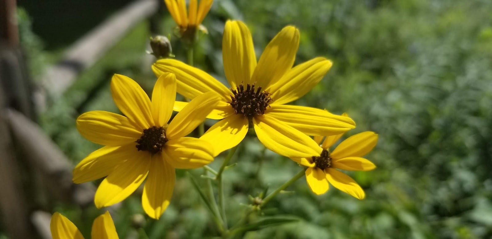 Natural Notes: Native Sunflowers
