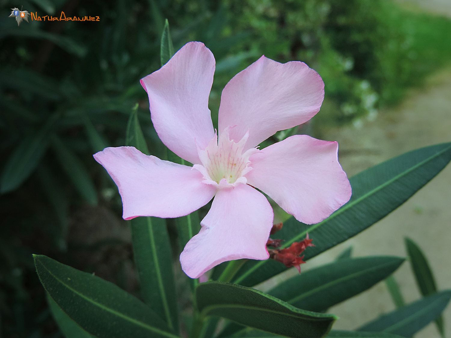 NaturAranjuez: Nerium oleander (ADELFA)