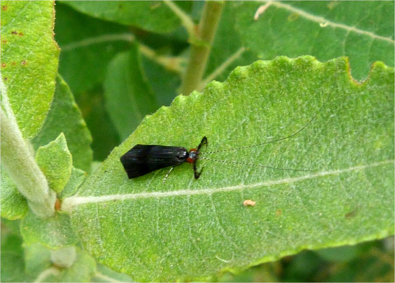 Insects of Scotland: Caddisflies