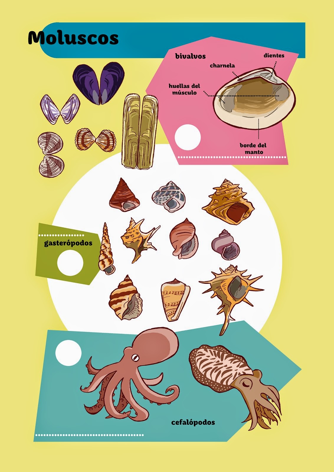 “Moluscos marinos mediterráneos” - Olga Carmona Peral