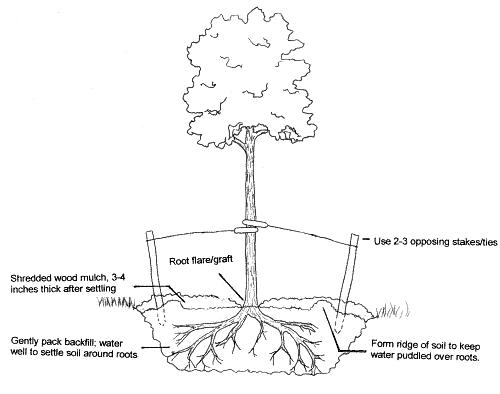 Seed to Feed Me: BARE ROOT TREE PLANTING