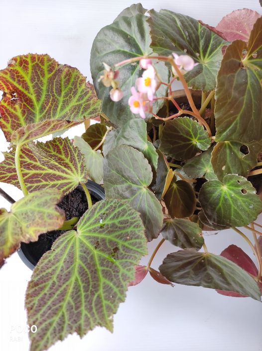 Garden Chronicles : Begonia Chloroneura