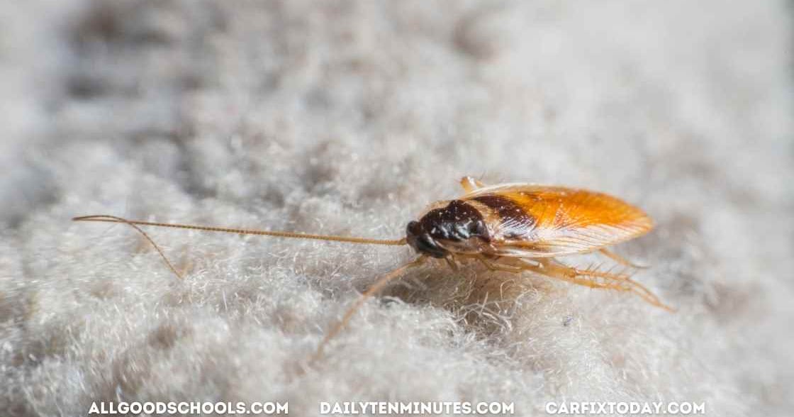 Story: The Cockroach In The Restaurant - Learn Something New