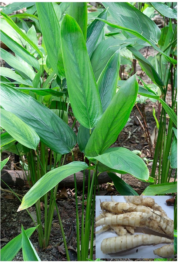 Arrowroot/Uraro Production