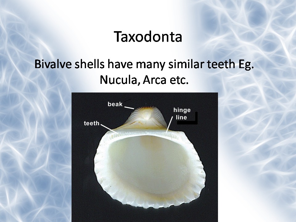 Geology Rocks!!!: Bivalvia Presentation