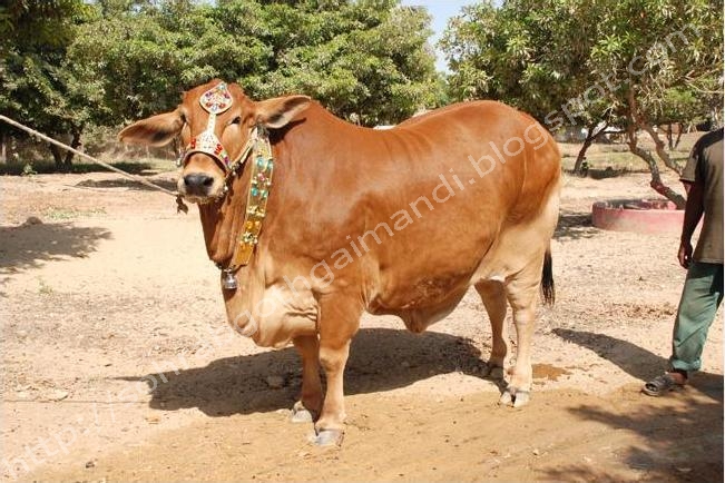 Sohrab Goth Gai Mandi Photos Gallery: Shah Cattle Farm 2008
