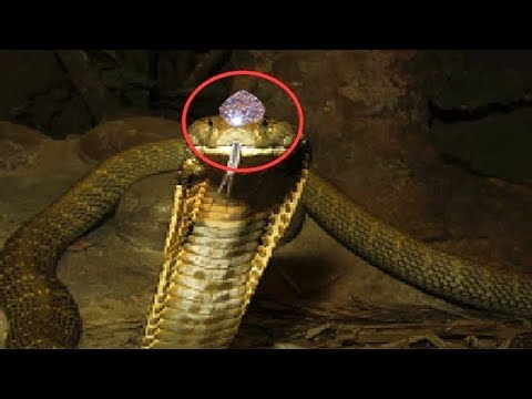 Does "Nag Mani" exists in real life? Here's the truth!!