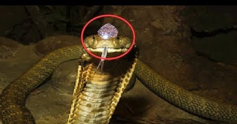 Does "Nag Mani" exists in real life? Here's the truth!!