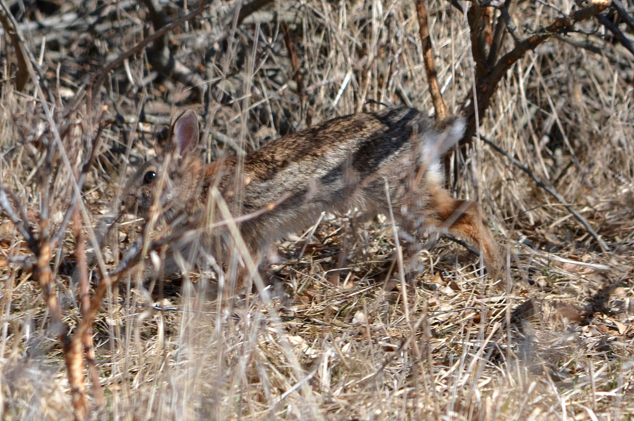 Woods Walks and Wildlife: Beach Season Begins