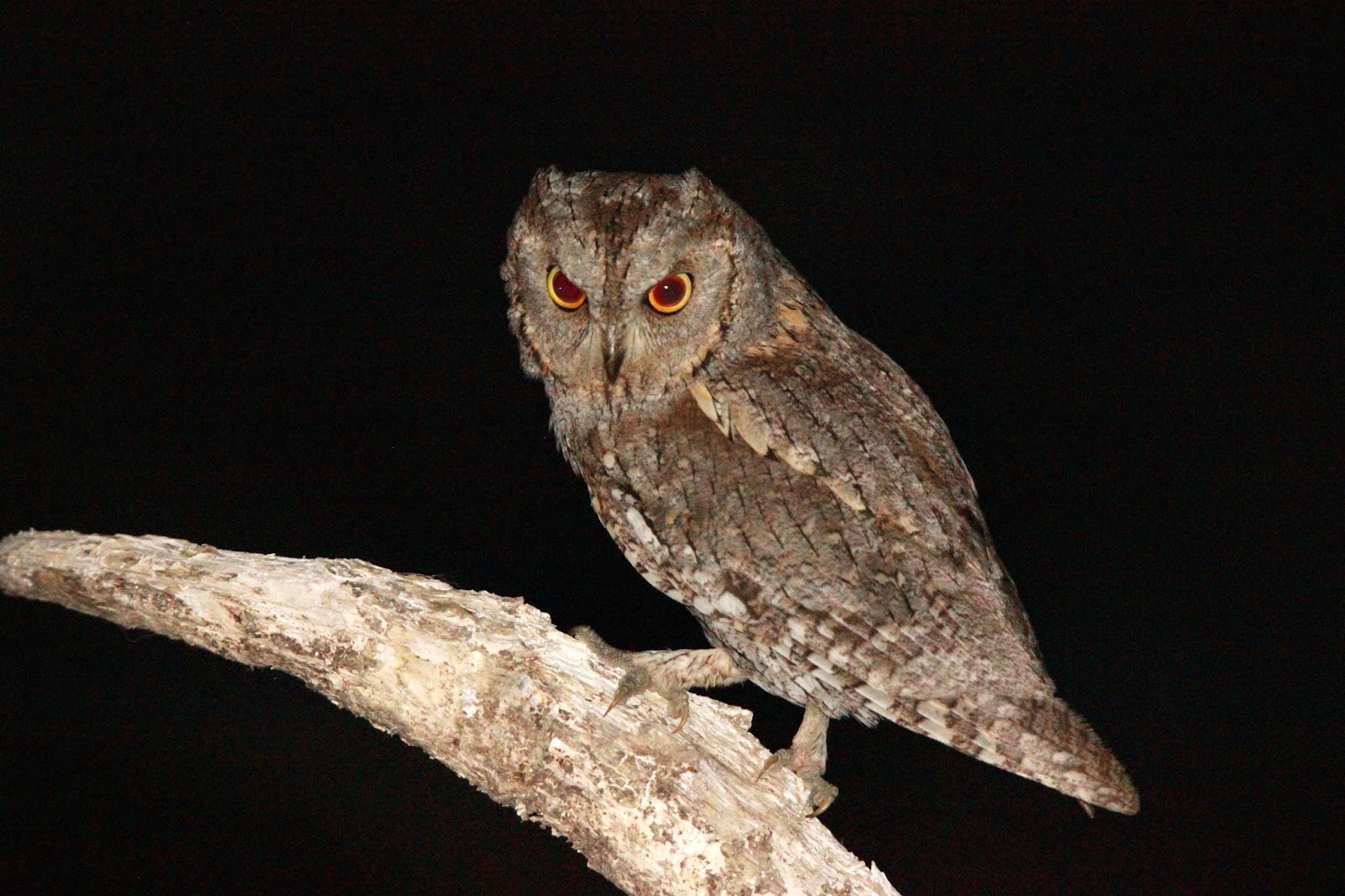 NATURAMETEO, majulada: Autillo europeo (Otus scops)