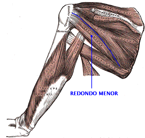 Sistema Muscular: Musculos del hombro
