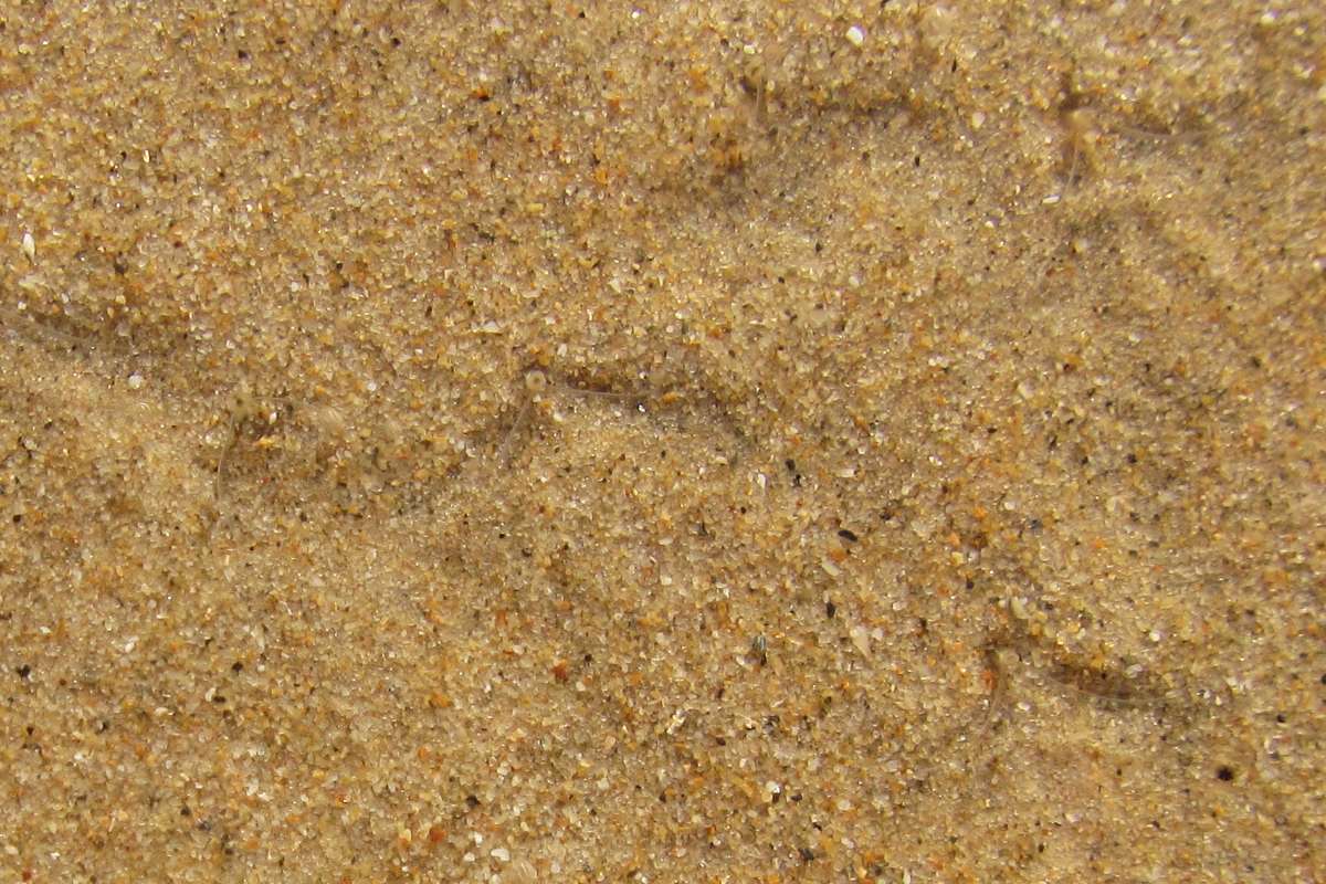 Queensland Coast: Fauna in the Swash Zone of a Tropical Beach