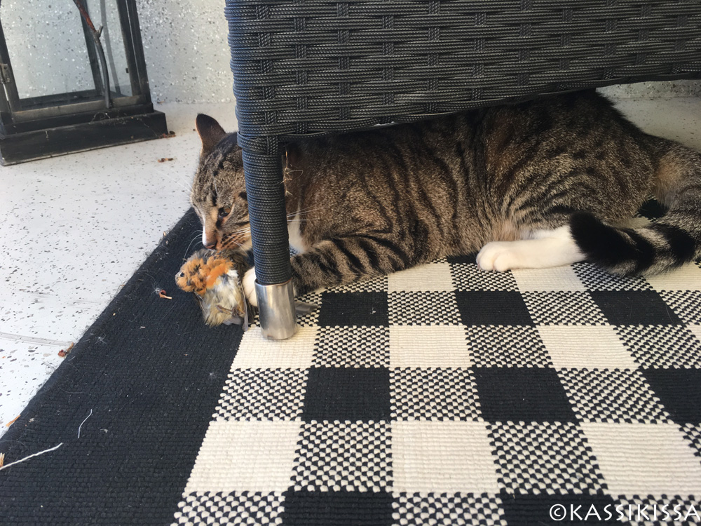 T.S. Eliot. The Old Gumbie Cat